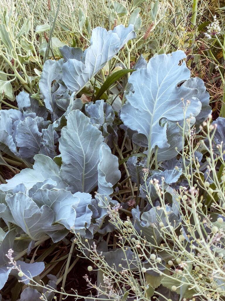 Sea Kale Seeds, Improved Lily White (Crambe maritima) Seeds