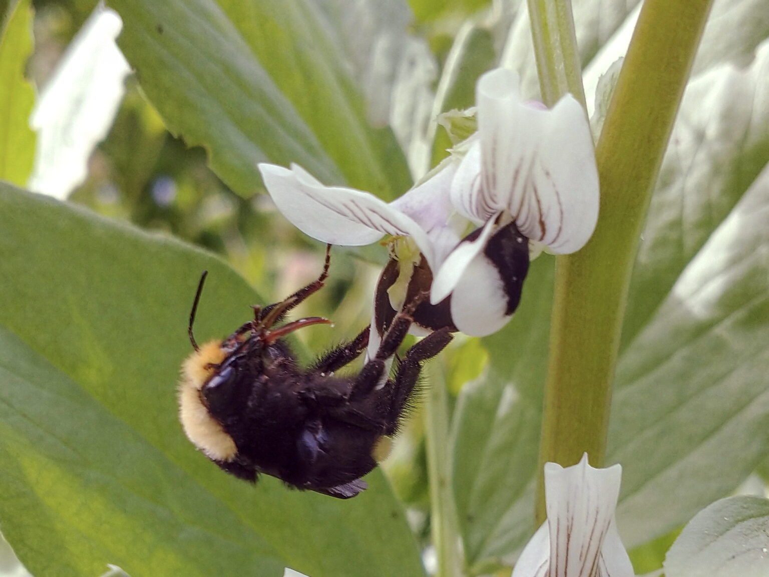 Hybrid Seeds: The Good, Bad and Ugly – Homestead Culture