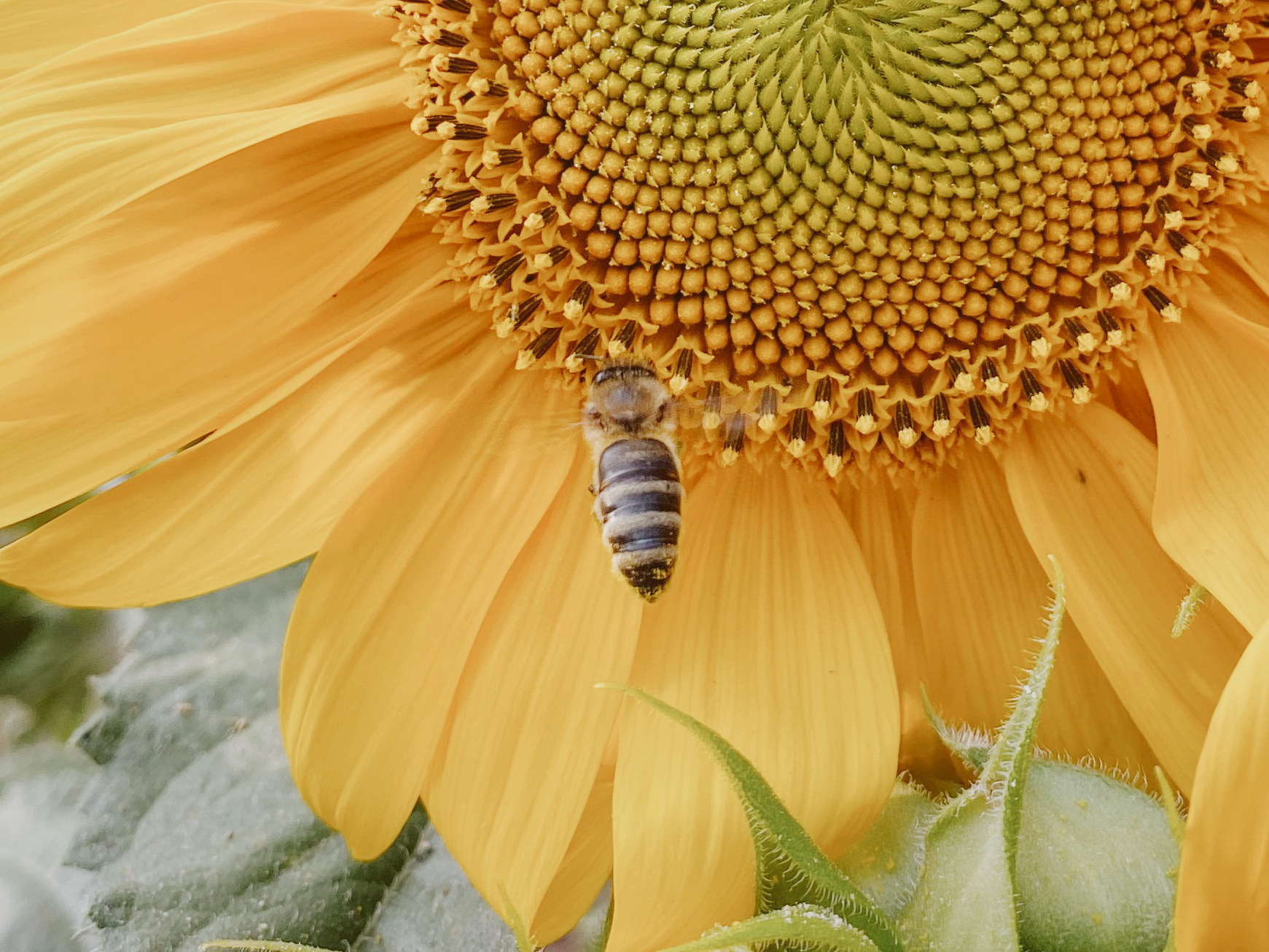 Open Pollinated Seeds: Out in the Open – Homestead Culture