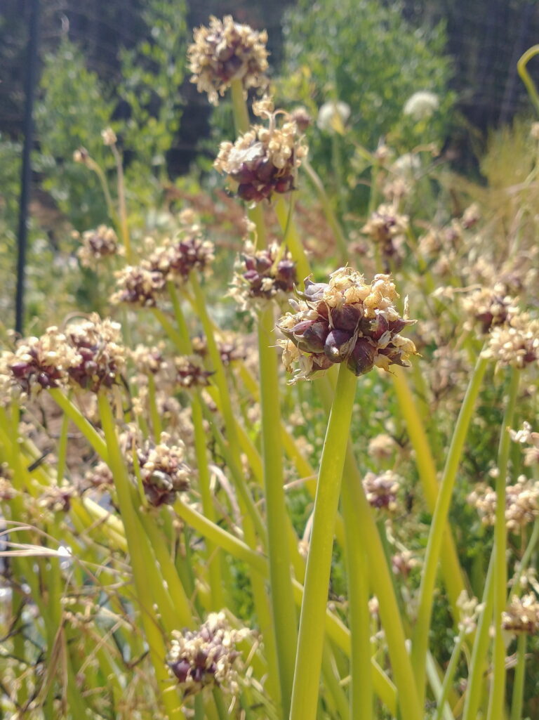 Egyptian Walking Onion (Allium cepa proliferum) Tree Onion