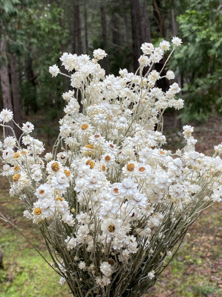 Winged Everlasting Seeds (Ammobium alatum) Mini Everlasting