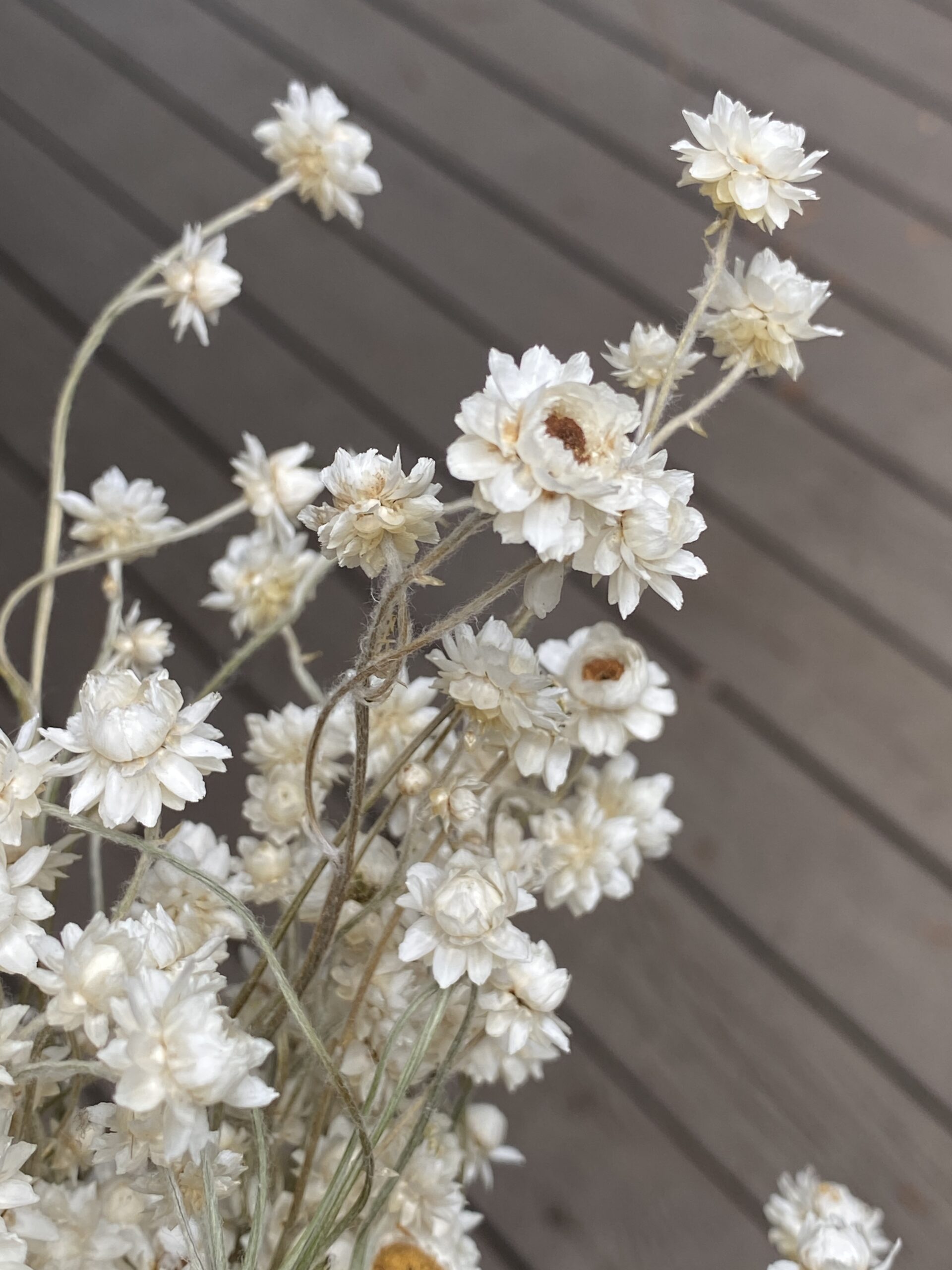 Winged Everlasting Seeds (Ammobium alatum) Mini Everlasting