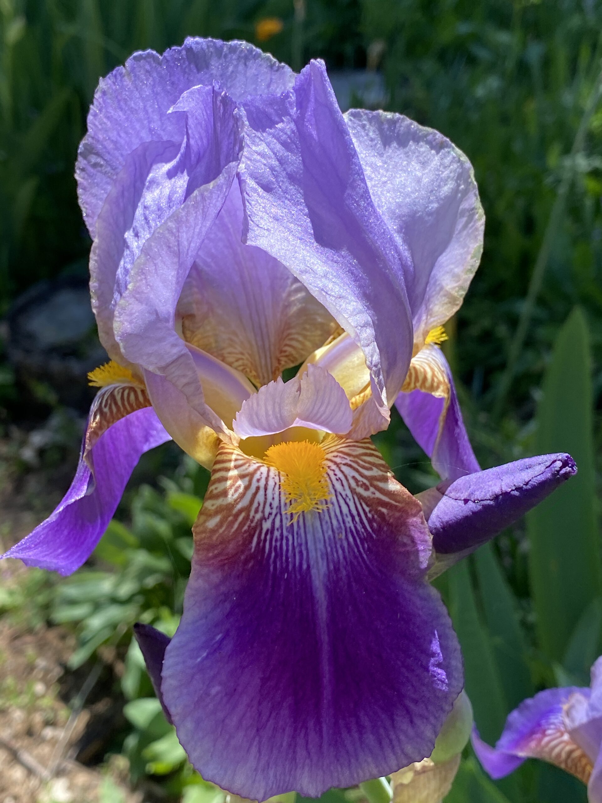 Bearded Iris Seeds (Iris germanica) Multicolored Iris Mix