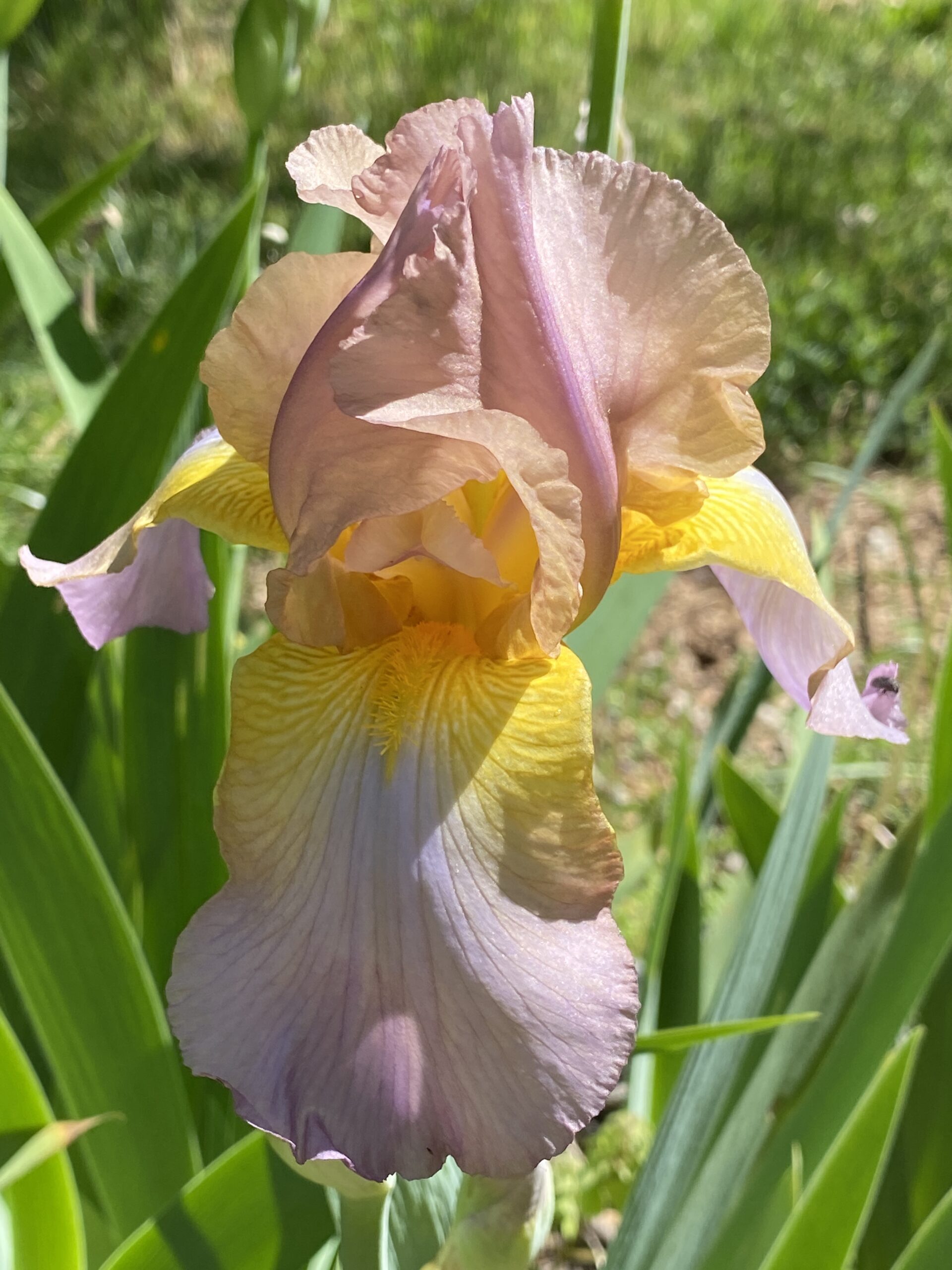 Bearded Iris Seeds (Iris germanica) Multicolored Iris Mix