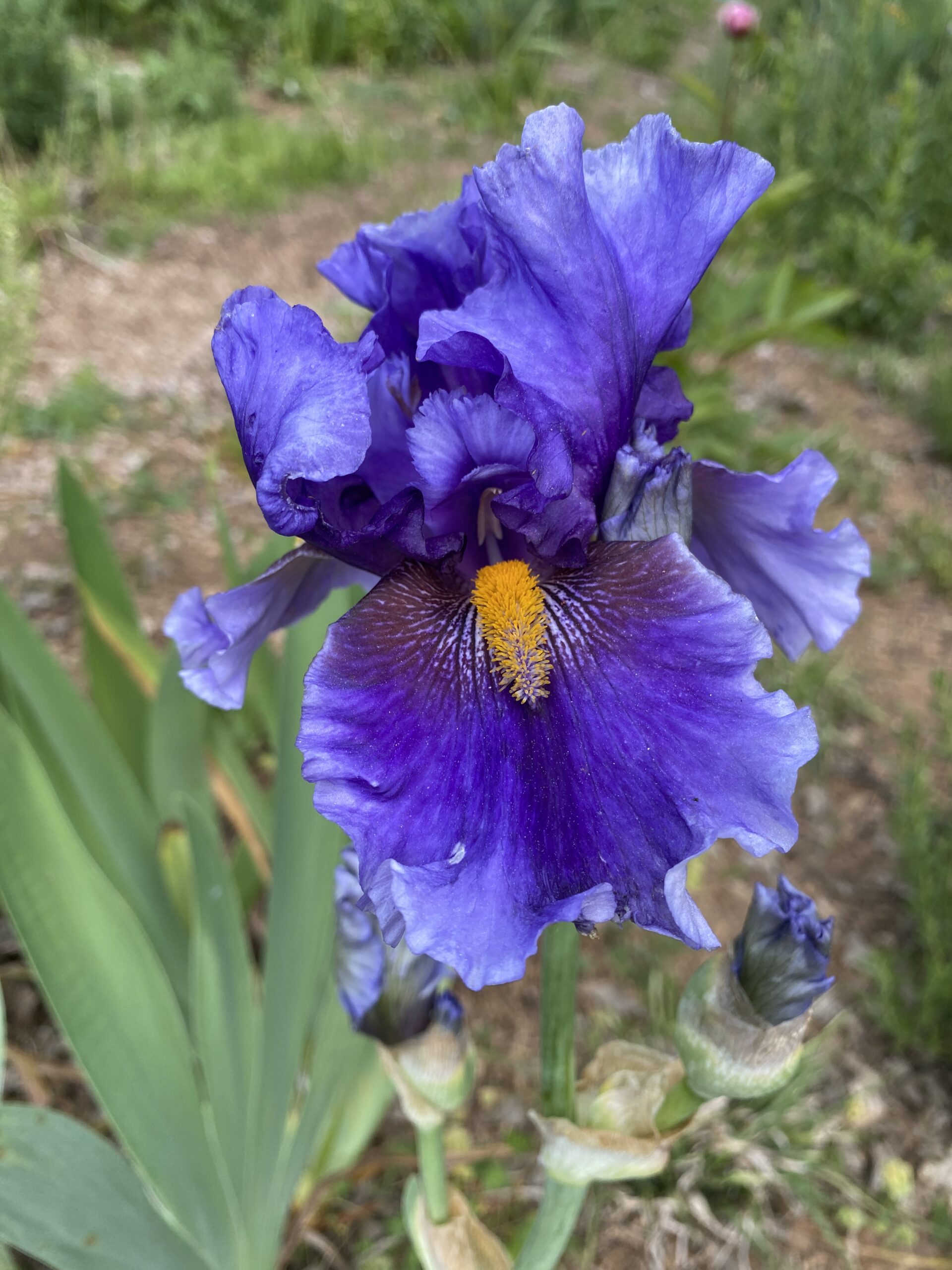 Bearded Iris Seeds (Iris germanica) Multicolored Iris Mix