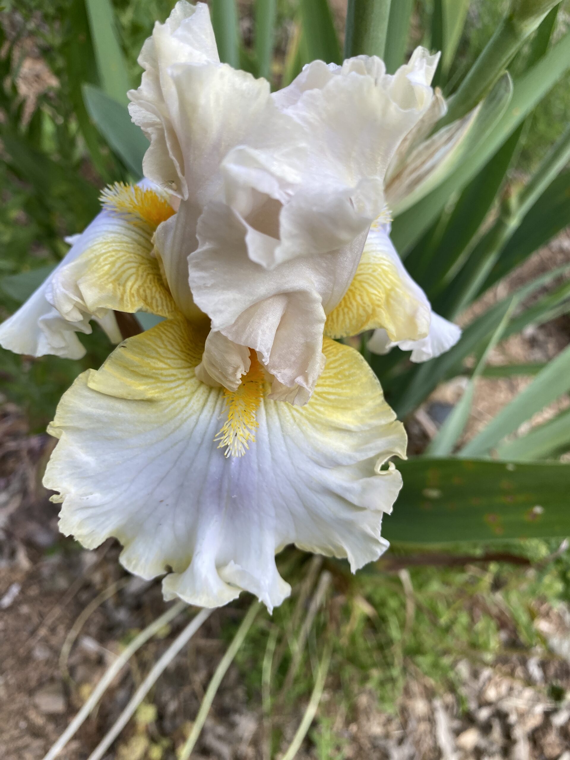 Bearded Iris Seeds (Iris germanica) Multicolored Iris Mix