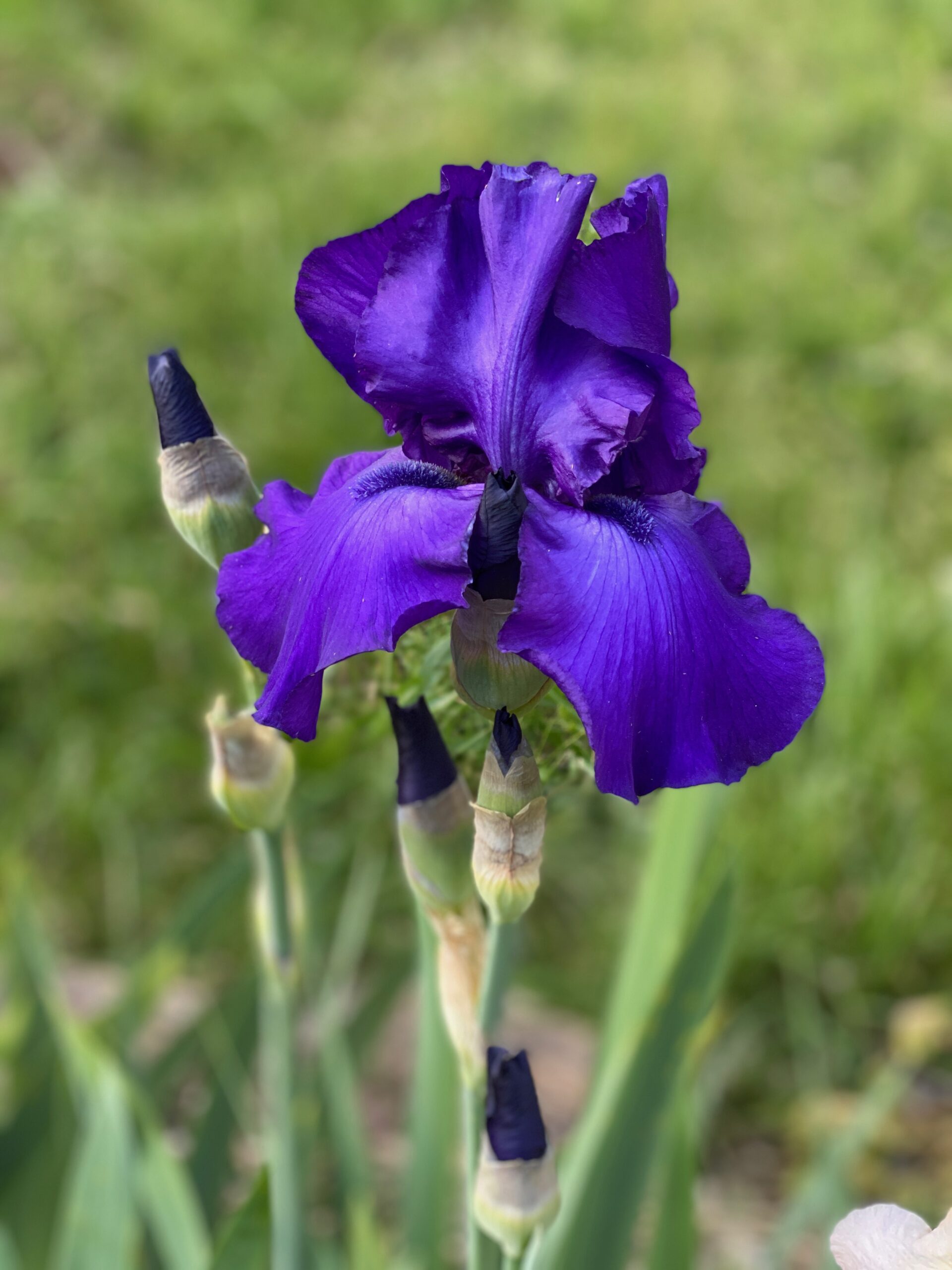 Bearded Iris Seeds (Iris germanica) Multicolored Iris Mix