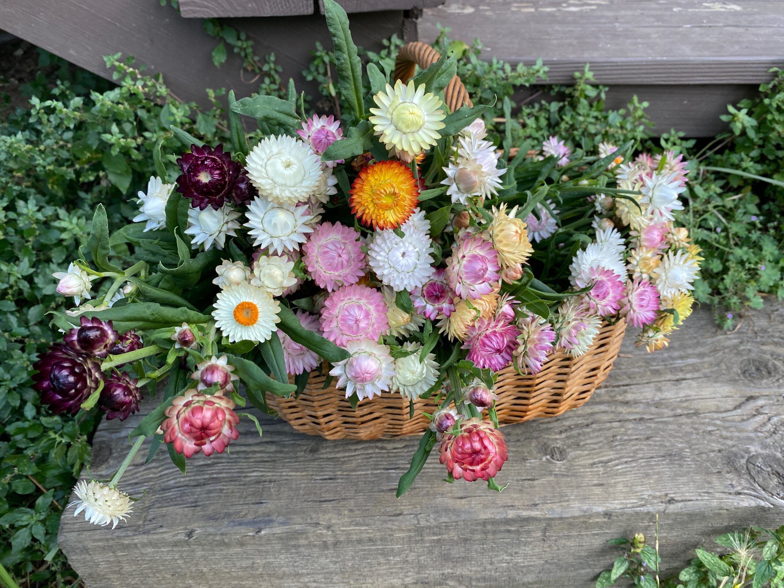 Strawflower Mix Seeds (Xerochrysum bracteatum) Paper Daisies