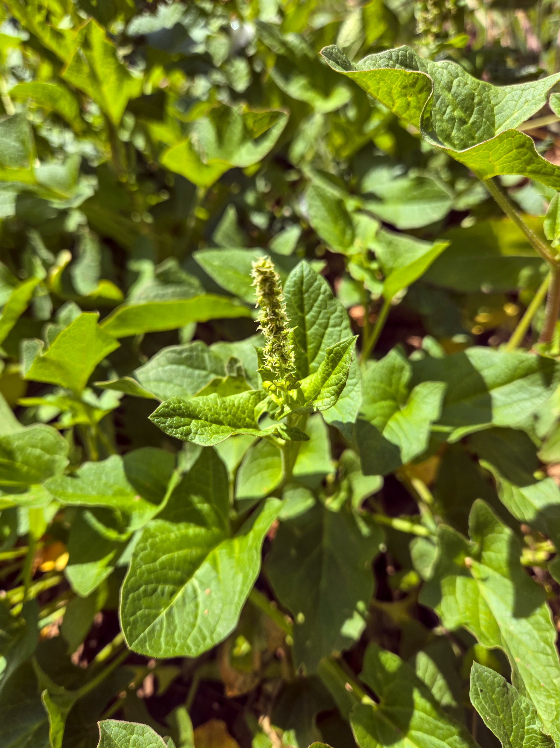 Good King Henry Seeds (Blitum bonus-henricus) Perennial Spinach