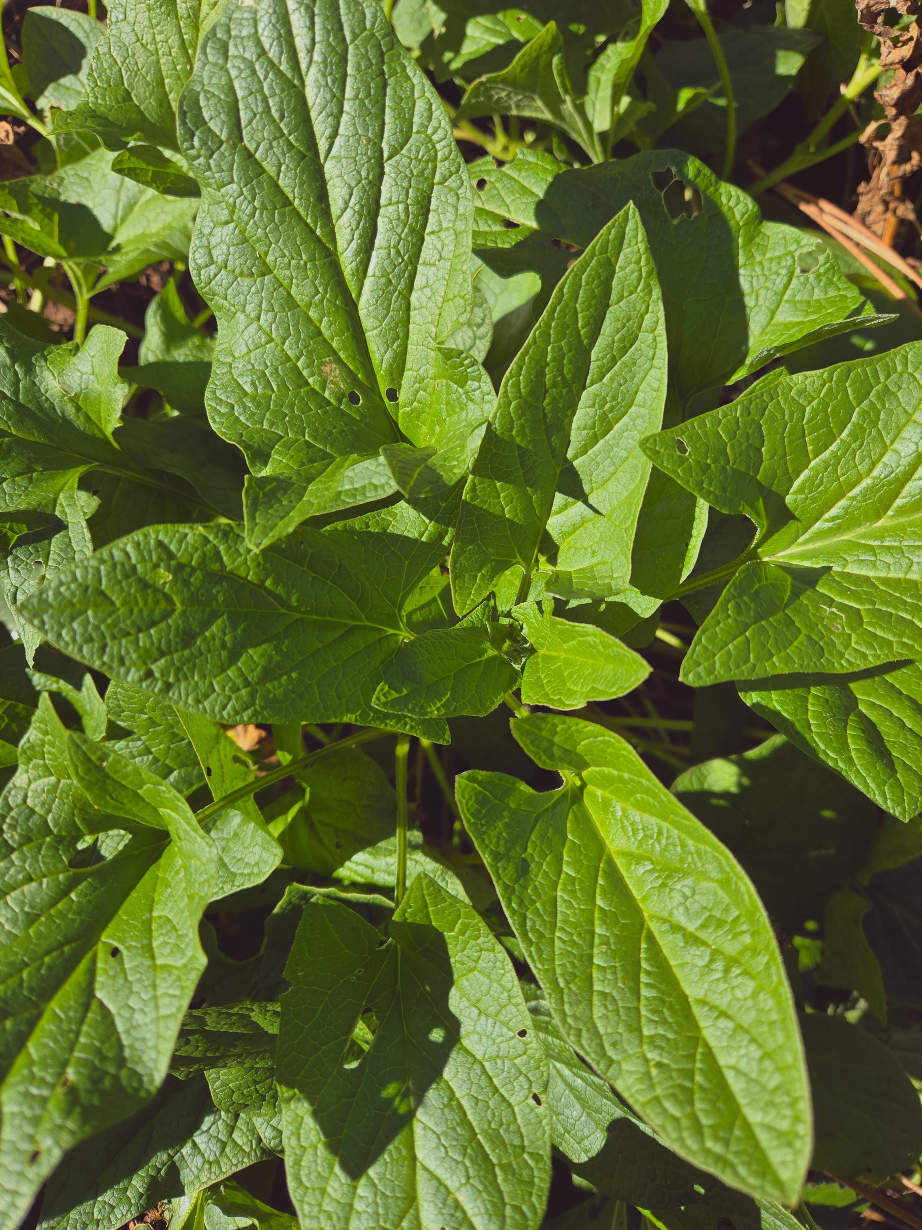 Good King Henry Seeds (Blitum bonus-henricus) Perennial Spinach