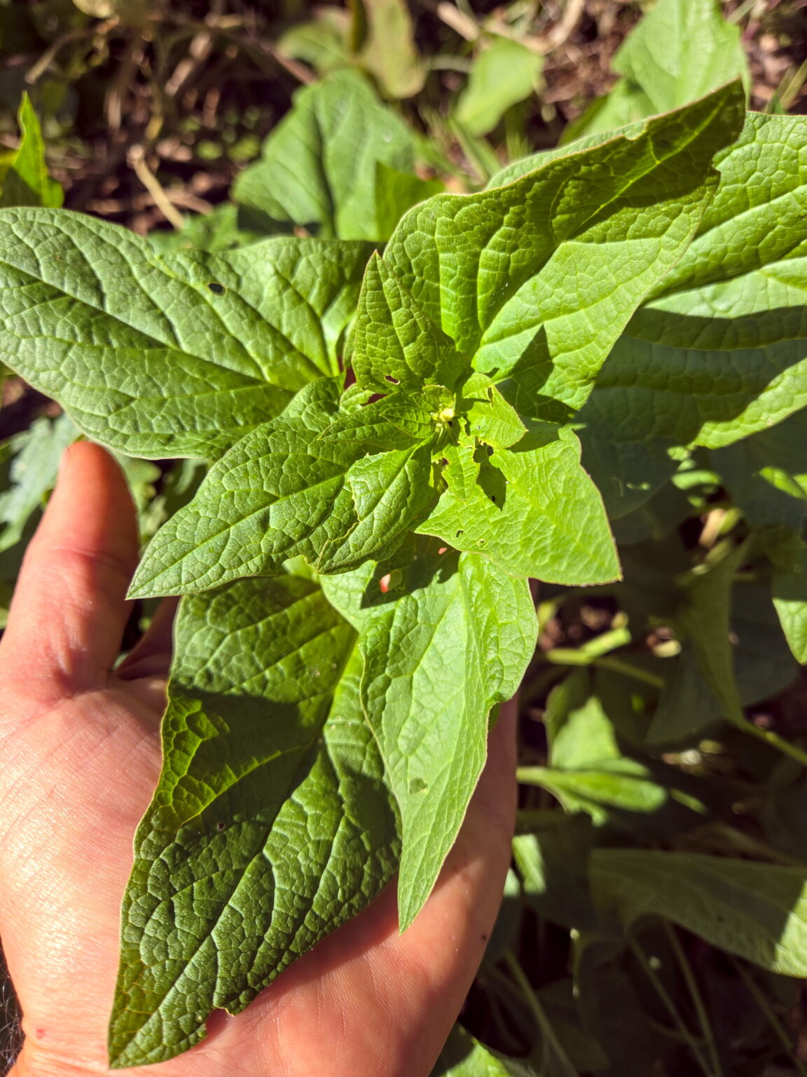 Good King Henry Seeds (Blitum bonus-henricus) Perennial Spinach