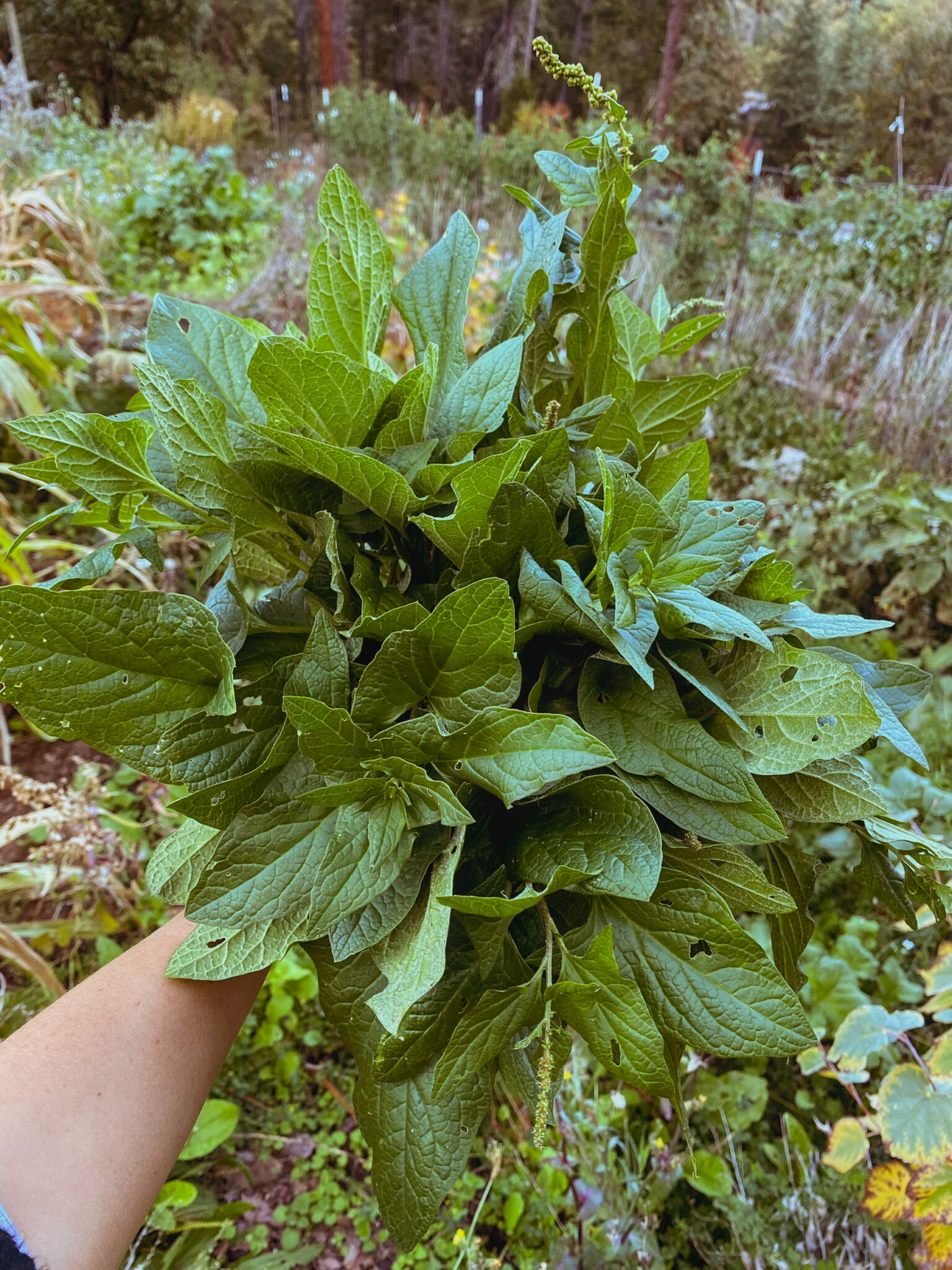 Good King Henry Seeds (Blitum bonus-henricus) Perennial Spinach