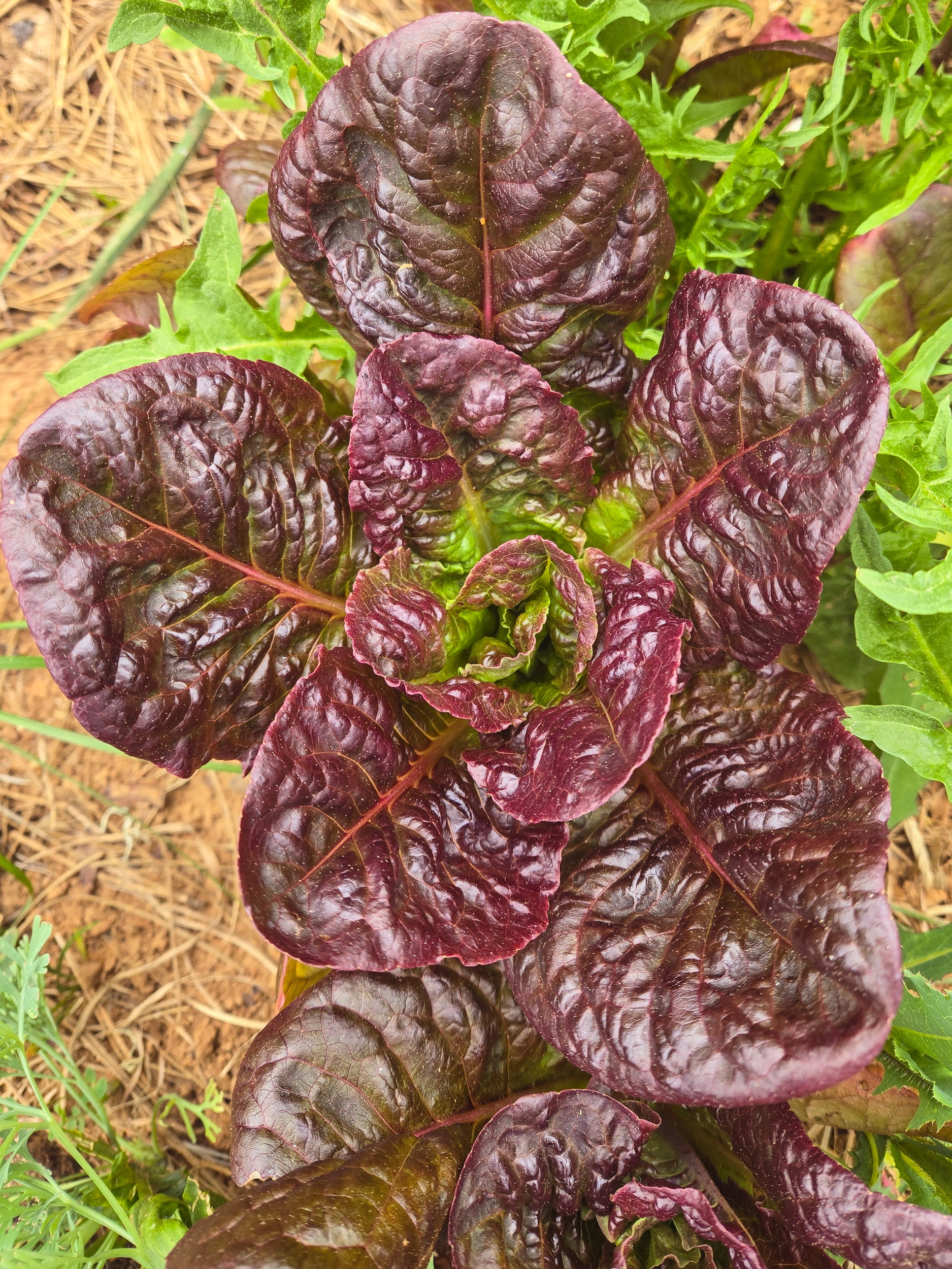 Little Leprechuan Lettuce Seeds - Romaine Lettuce, Red-Green