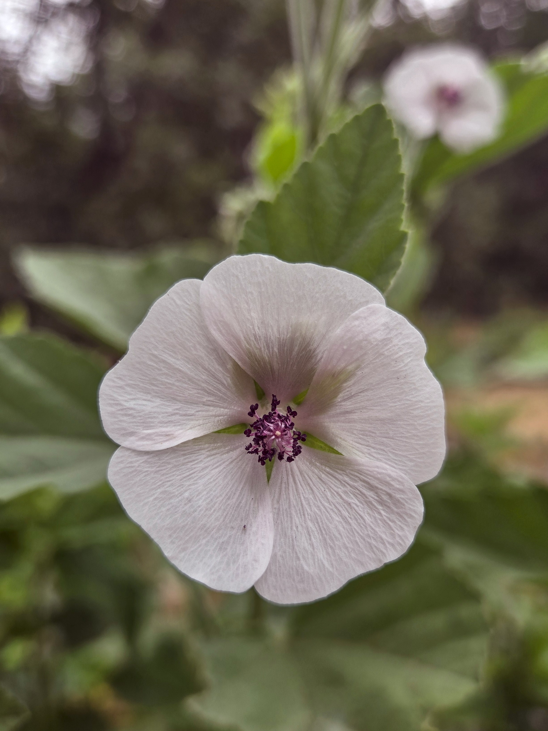 Marshmallow Seeds (Althaea officinalis) Marsh Mallow Seeds