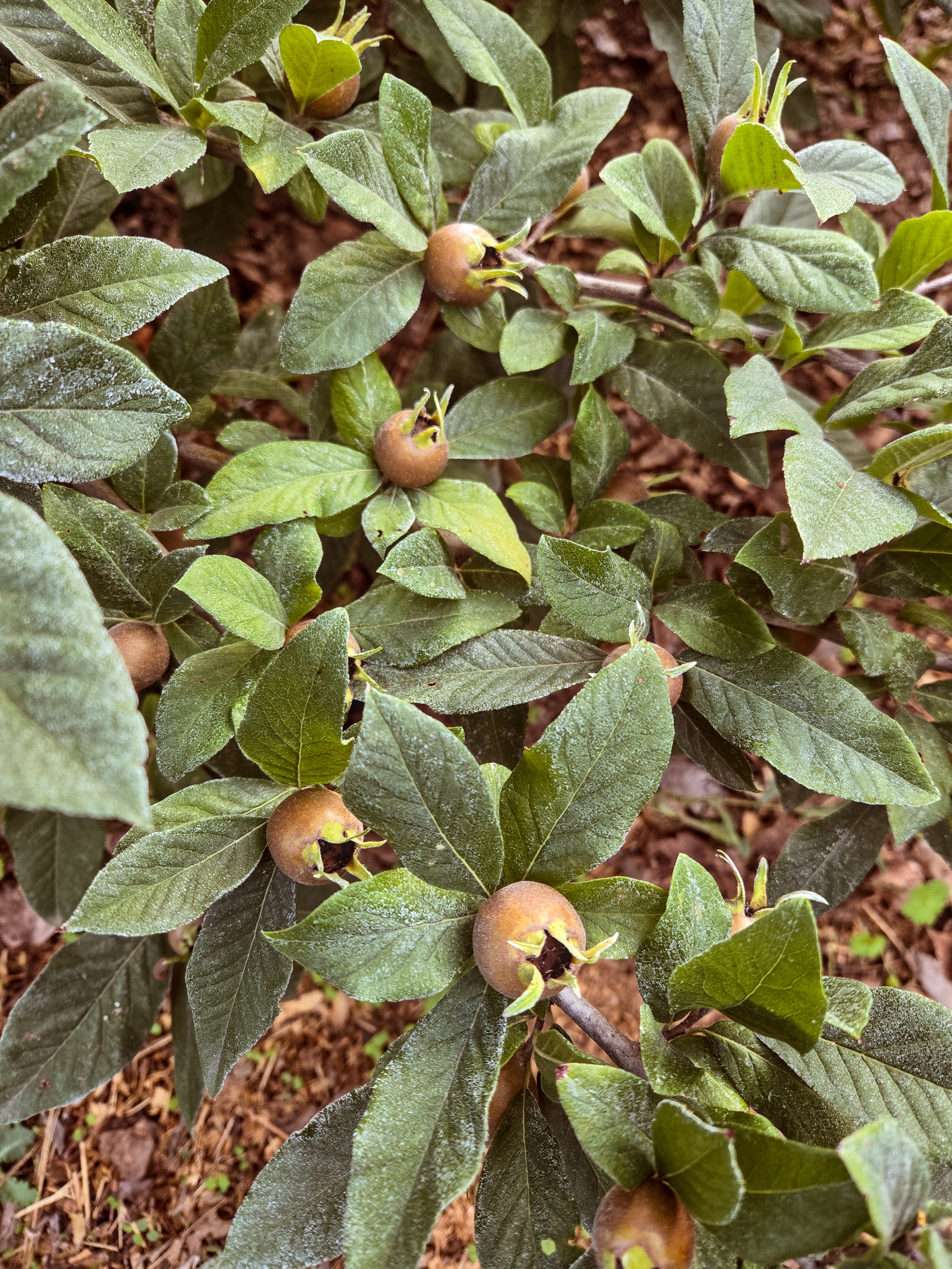 Medlar Seeds, Mix (Mespilus germanica) Common Medlar Seeds
