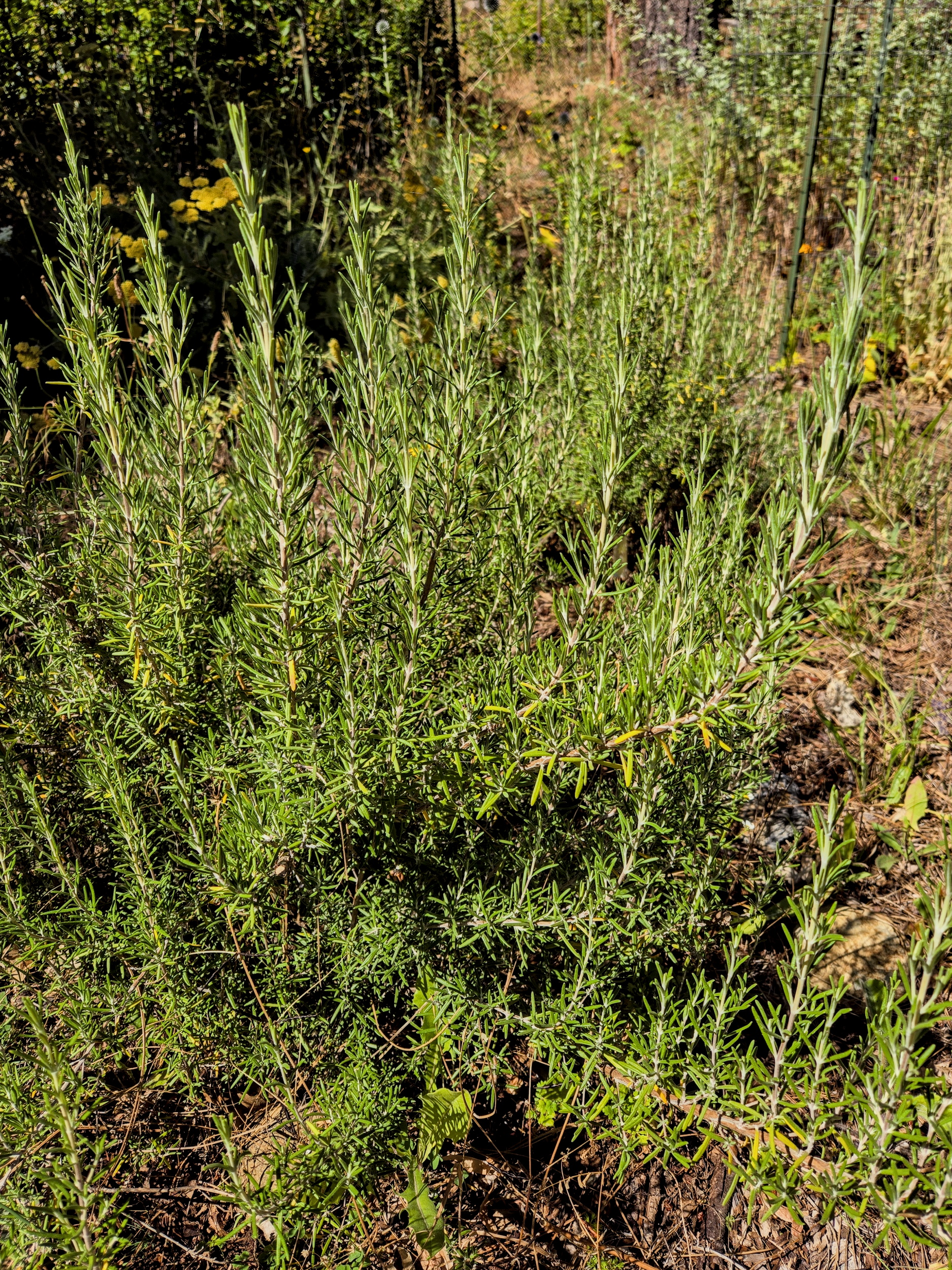 Rosemary Seeds (Salvia rosmarinus) Upright Rosemary Seeds