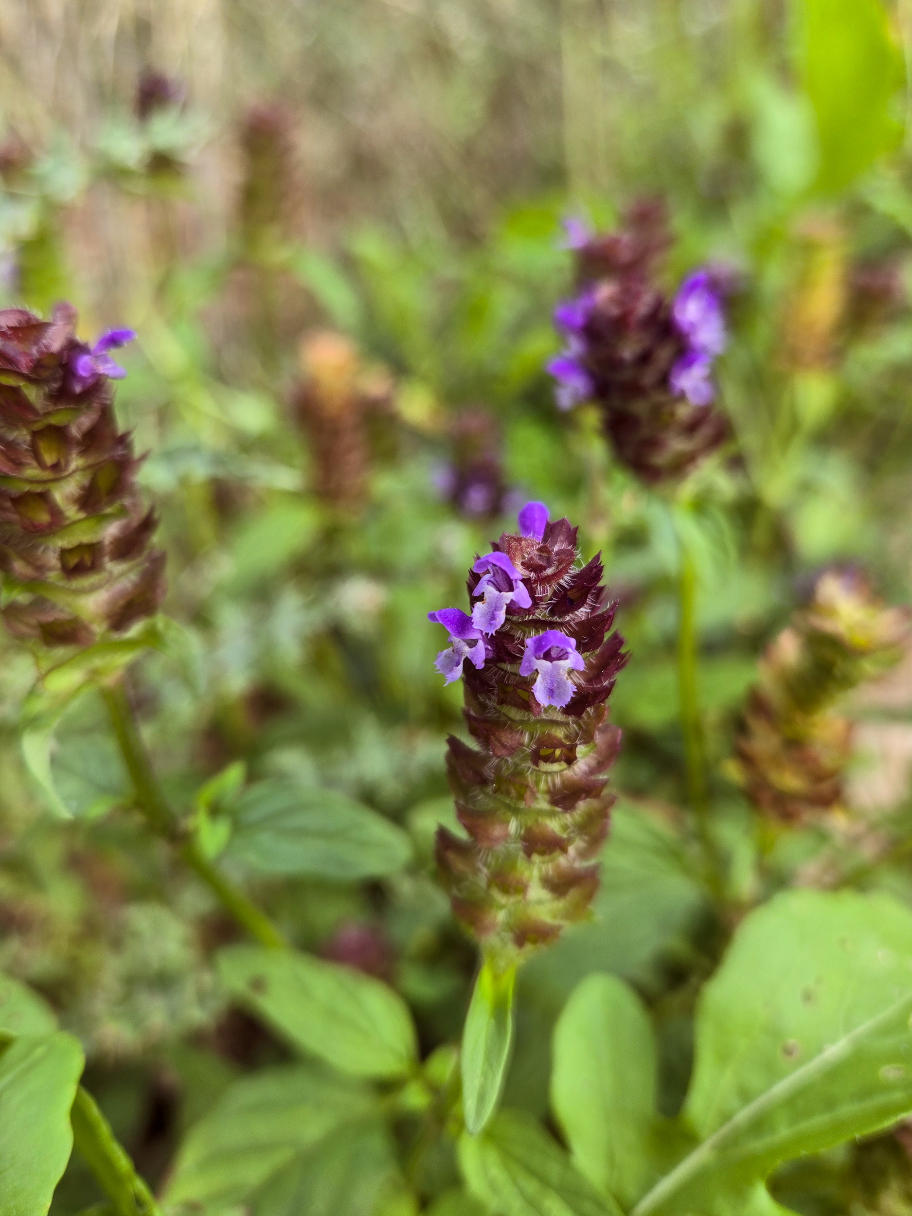 Self Heal Seeds (Prunella vulgaris) Self-heal, Selfheal Seeds
