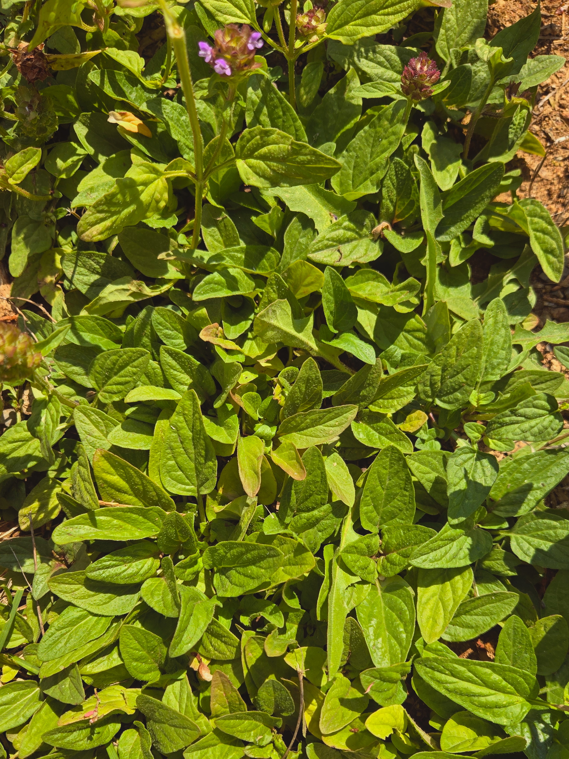 Self Heal Seeds (Prunella vulgaris) Self-heal, Selfheal Seeds