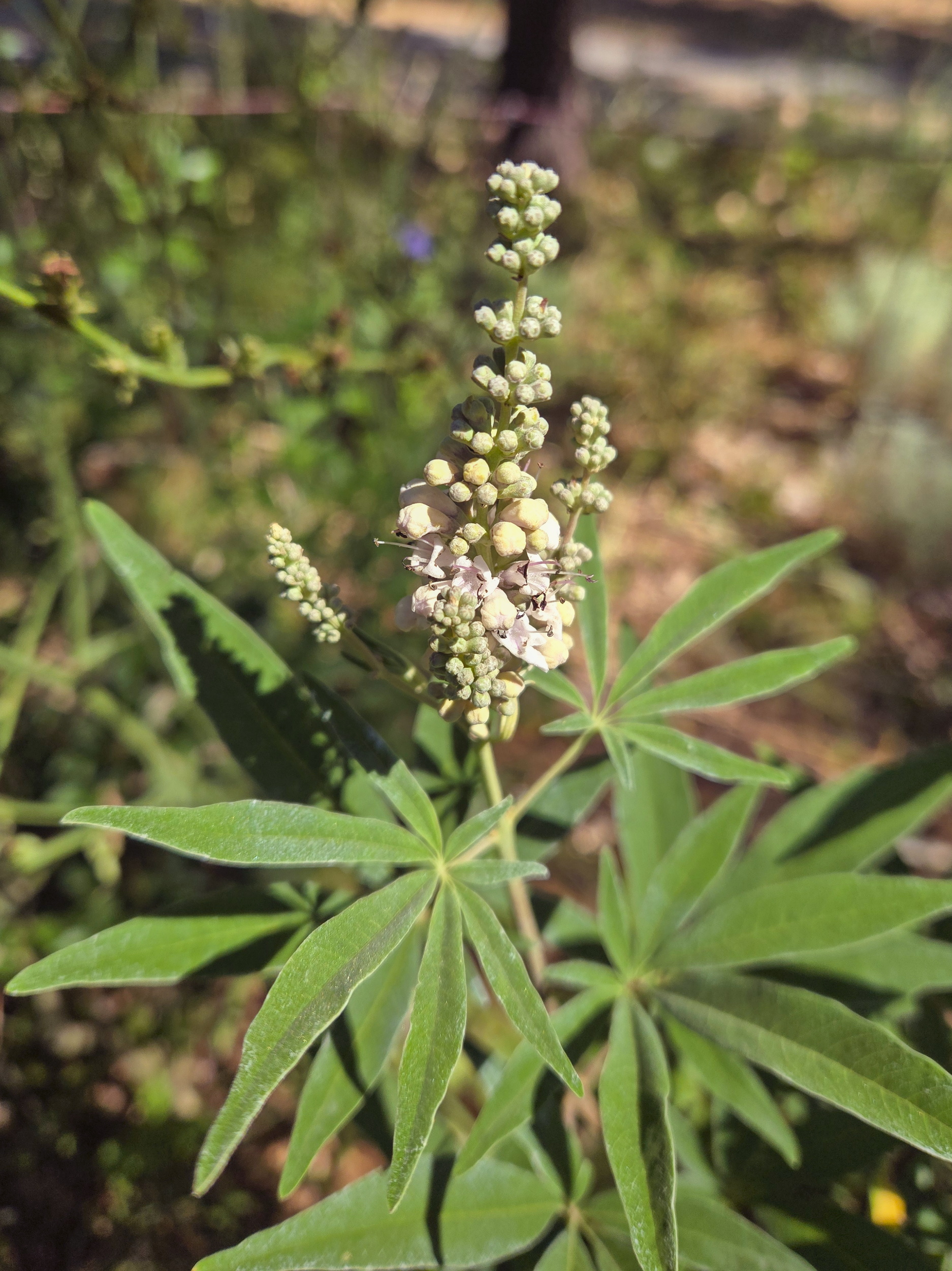 Vitex Seeds (Vitex agnus-castus) Chaste Tree, Chasteberry