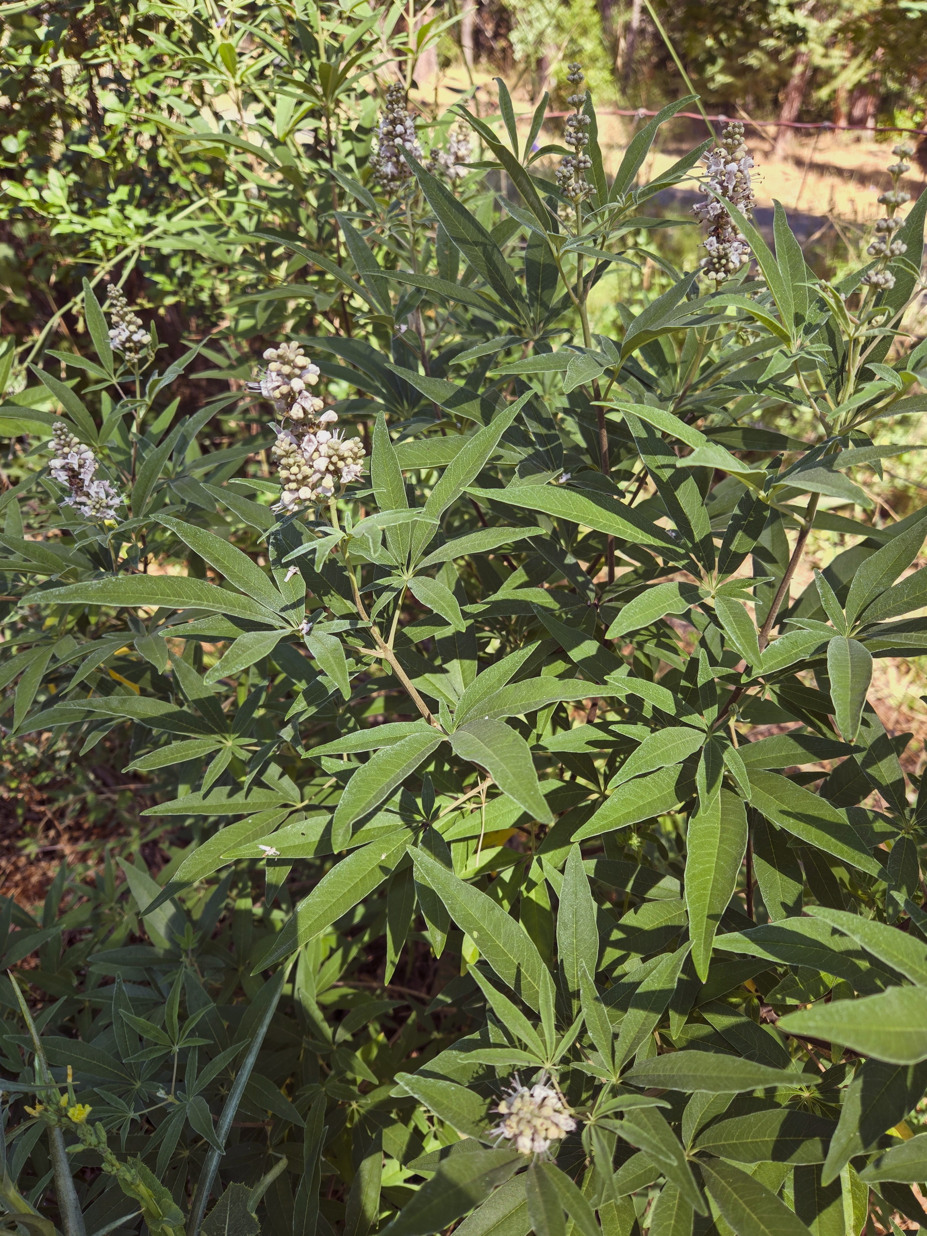 Vitex Seeds (Vitex agnus-castus) Chaste Tree, Chasteberry