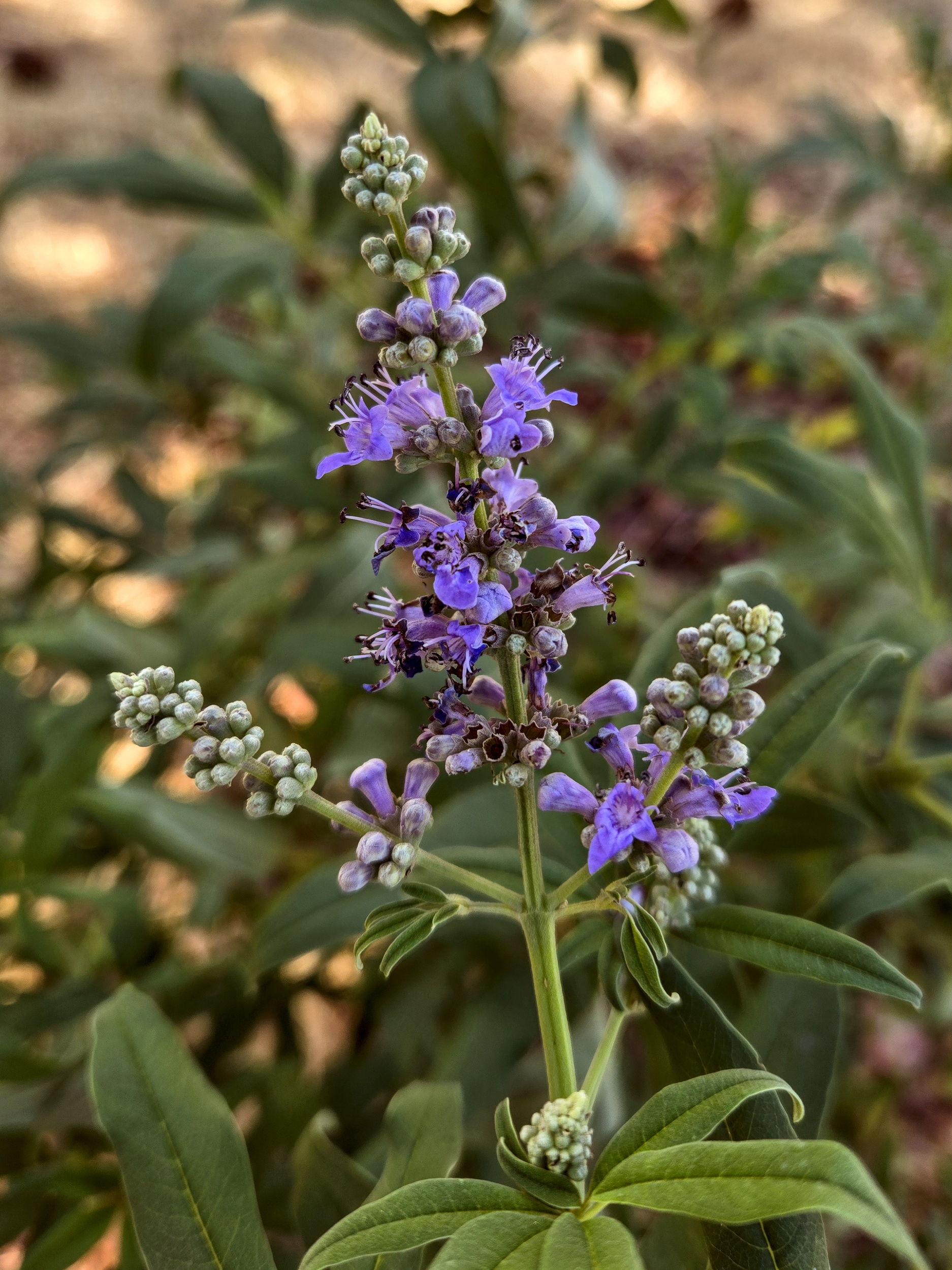 Vitex Seeds (Vitex agnus-castus) Chaste Tree, Chasteberry