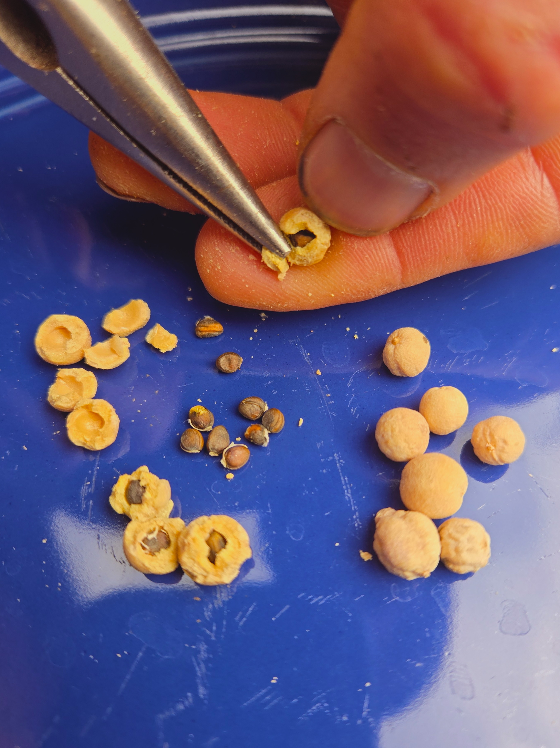 How to Start Perennial Seeds – Homestead Culture