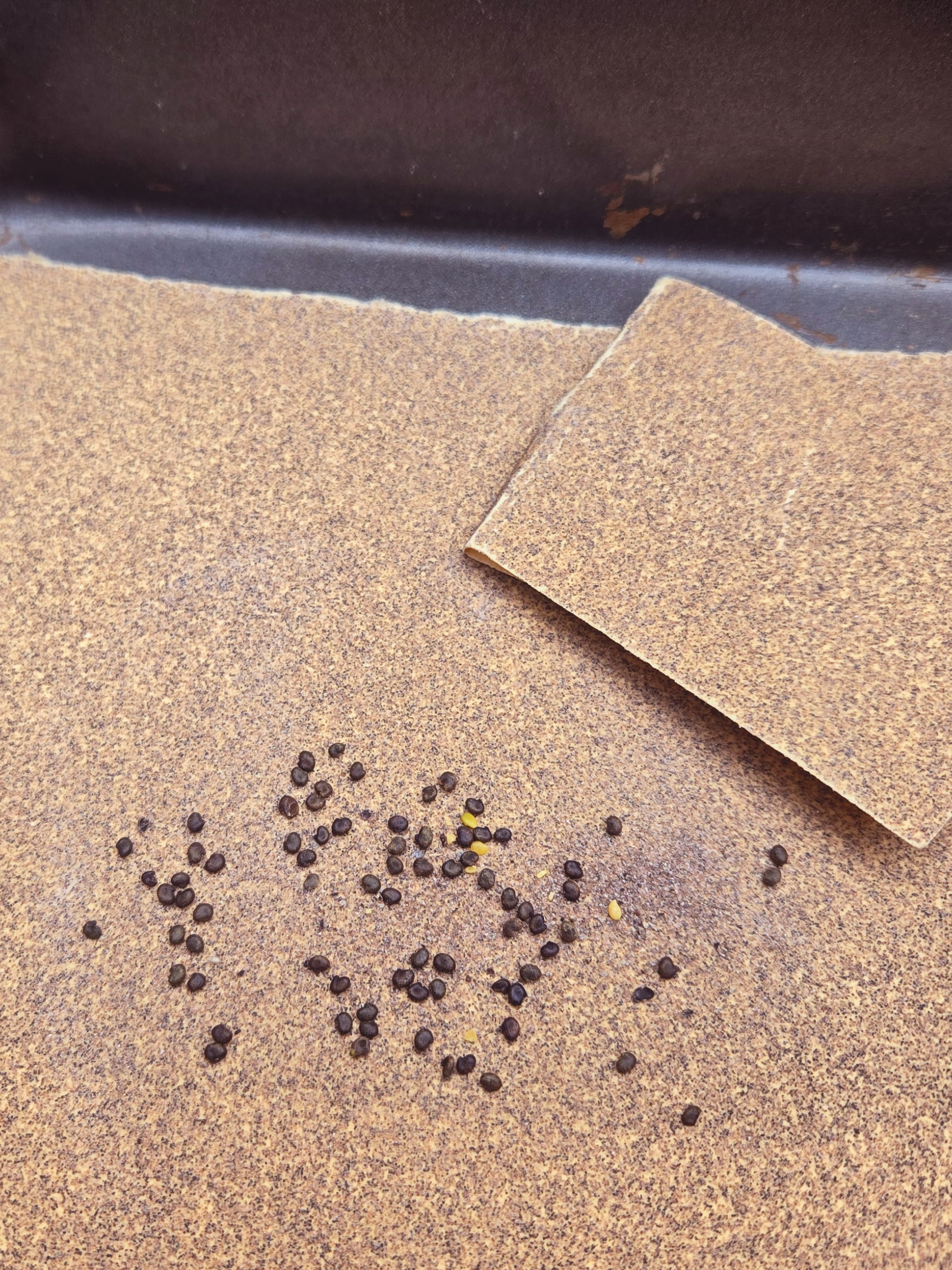 How to Start Perennial Seeds – Homestead Culture